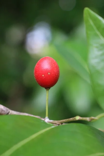 Drypetes deplanchei (Yellow Tulipwood) — Territory Native Plants