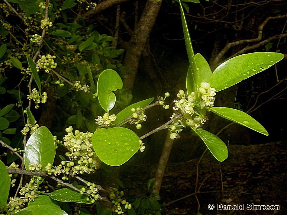 Drypetes deplanchei (Yellow Tulipwood) — Territory Native Plants