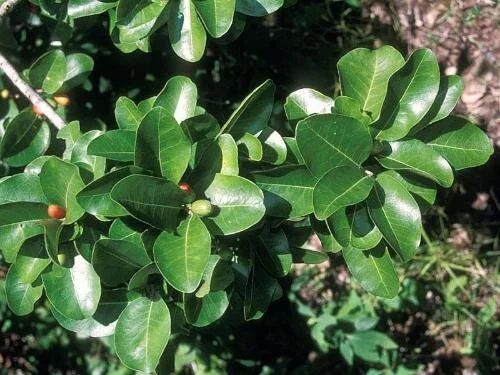 Drypetes deplanchei (Yellow Tulipwood) — Territory Native Plants
