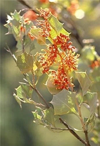 Grevillea wickhamii (Holly-leaved Grevillea) — Territory Native Plants