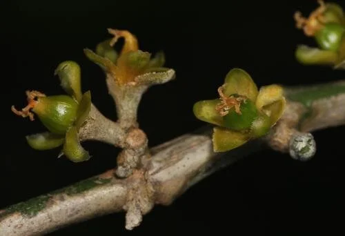 Suregada glomerulata (Suregarda) — Territory Native Plants