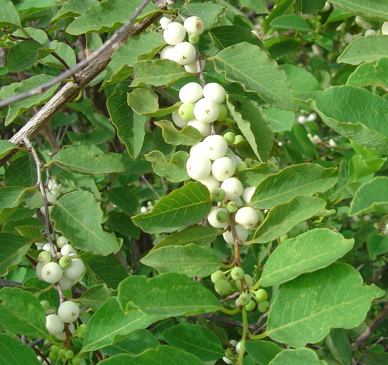 Edible Fruits — Territory Native Plants
