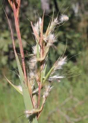 Darwin and NT Native Plants — Territory Native Plants