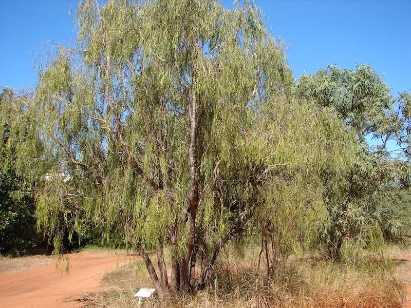 Darwin and NT Native Plants — Territory Native Plants