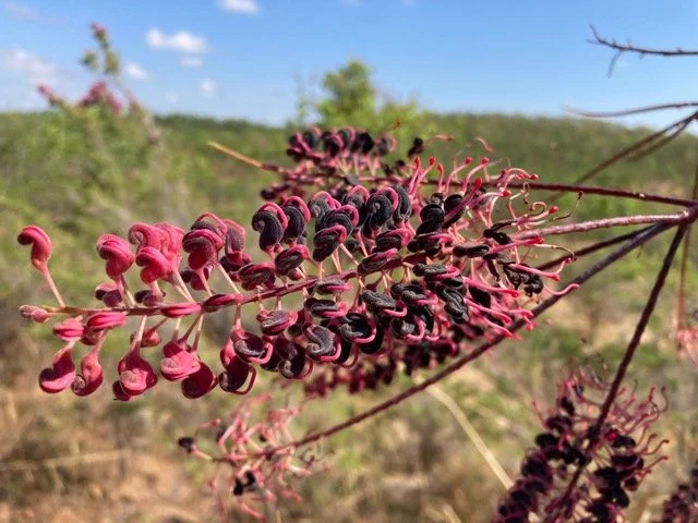 Darwin and NT Native Plants — Territory Native Plants