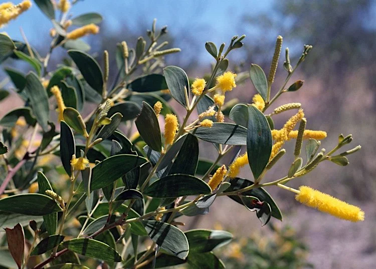 Darwin and NT Native Plants — Territory Native Plants