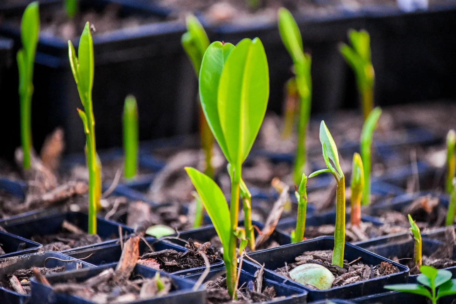 Local training by local specialists — Territory Native Plants