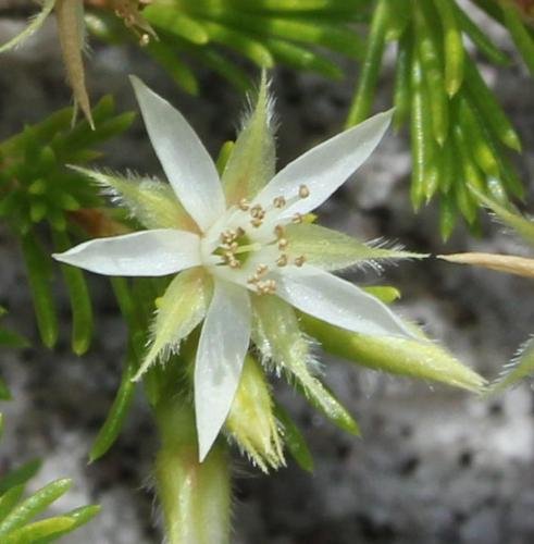 Darwin and NT Native Plants — Territory Native Plants