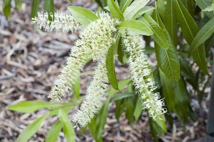Buckinghamia celsissima (Ivory Curl Tree) — Territory Native Plants