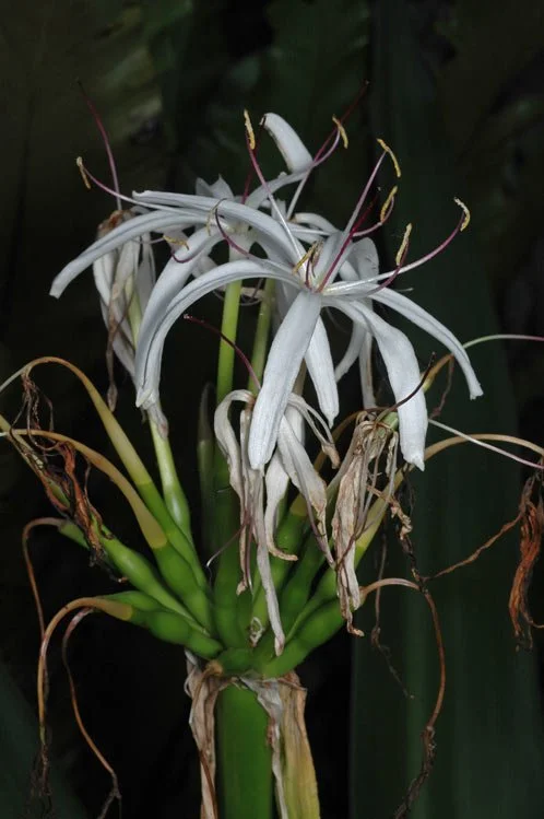 Crinum pedunculatum (River Lily) — Territory Native Plants
