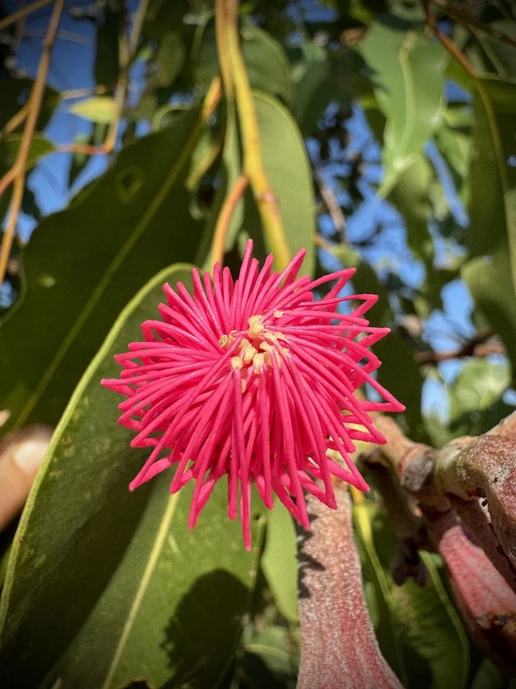 Corymbia ptychocarpa (Swamp Bloodwood) — Territory Native Plants