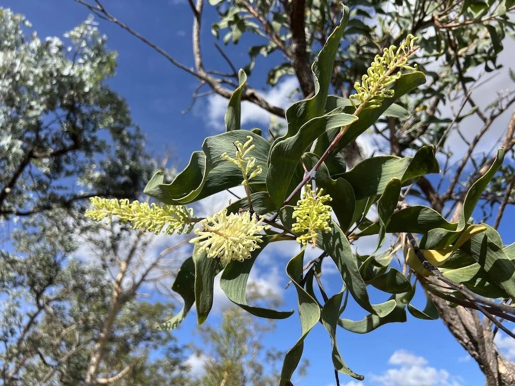 Grevillea dimidiata (Caustic Bush) — Territory Native Plants