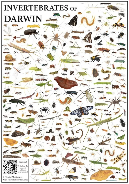 Planning a Territory Native Garden — Territory Native Plants