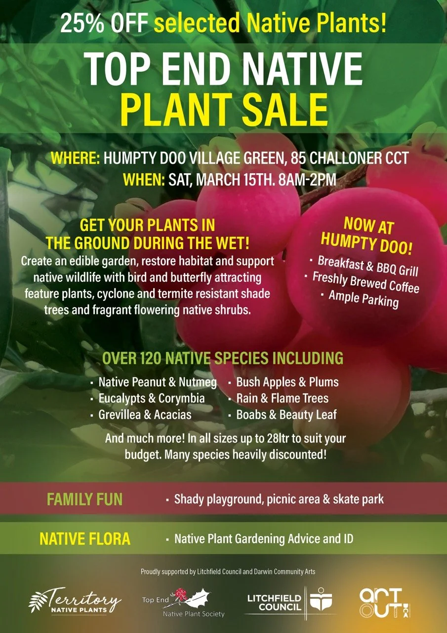 Enterolobium cyclocarpum (Monkey Ear Pod) — Territory Native Plants