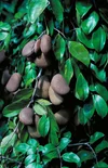 Maniltoa Grandiflora Lenticellata (Silk Handkerchief Tree) — Territory ...