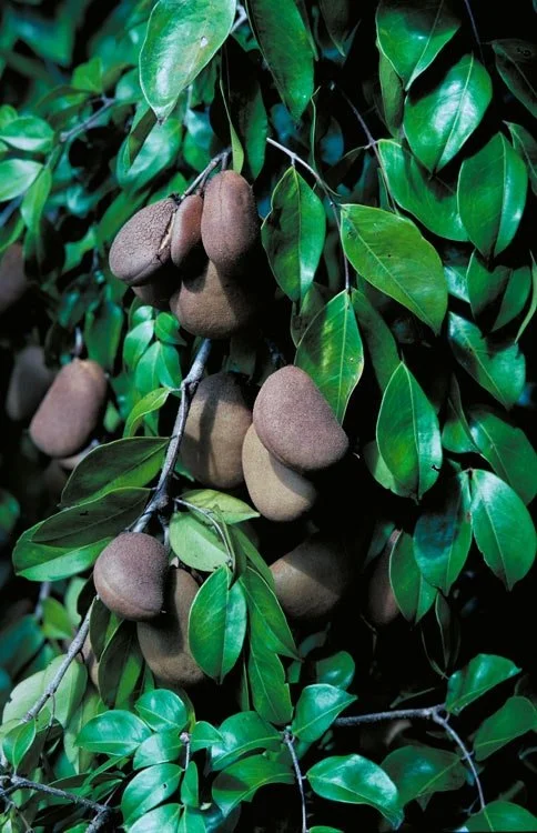Maniltoa Grandiflora Lenticellata (Silk Handkerchief Tree) — Territory ...