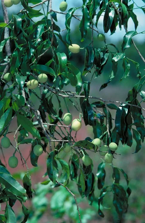 Opilia amentacea (Opilia) — Territory Native Plants