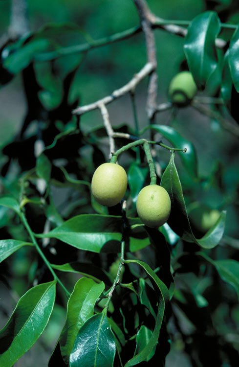 Opilia amentacea (Opilia) — Territory Native Plants