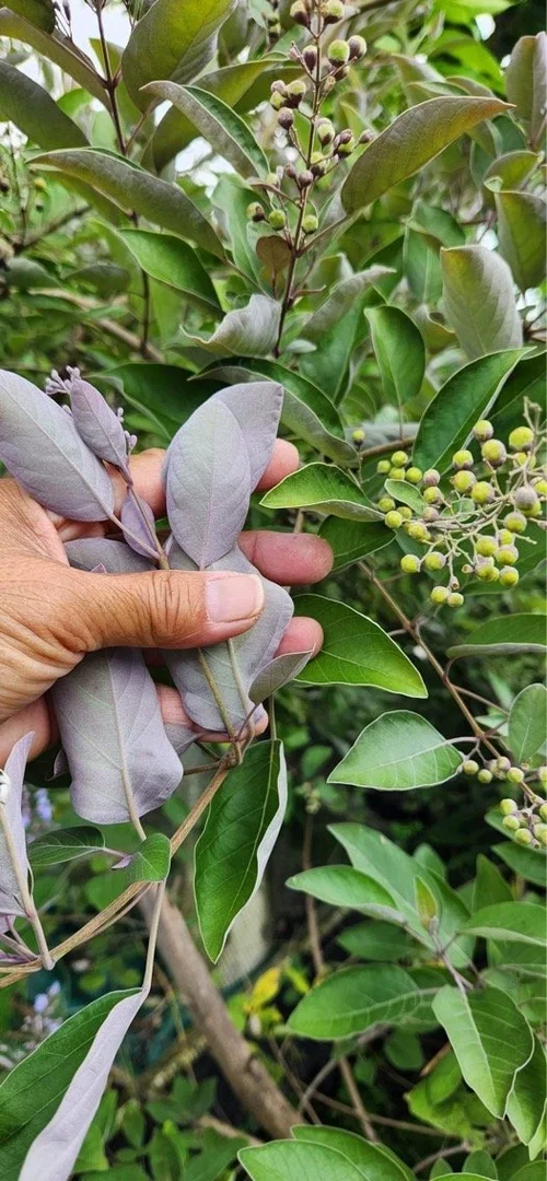 Vitex trifolia (Coastal vitex) — Territory Native Plants