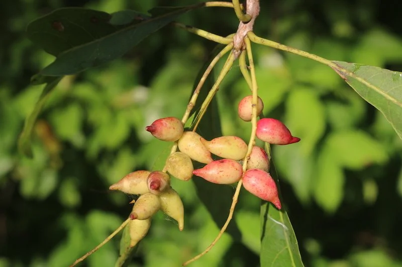 Terminalia erythrocarpa (Pink Plum) — Territory Native Plants