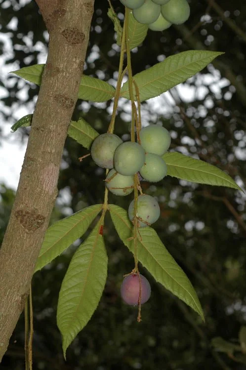 Davidsonia pruriens (Davidson plum) — Territory Native Plants