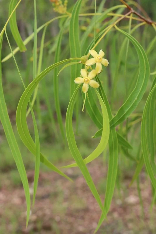Wrightia saligna (Coolaroo) — Territory Native Plants
