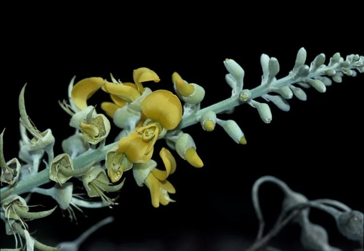 Sophora tomentosa (Silver Bush) — Territory Native Plants