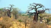 Adansonia digitata (African baobab) — Territory Native Plants