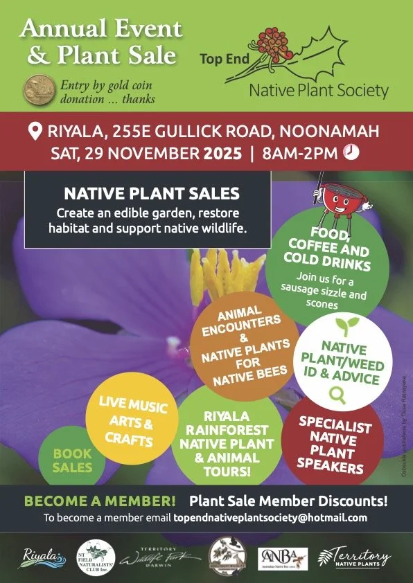 Terminalia microcarpa (Damson Plum) — Territory Native Plants