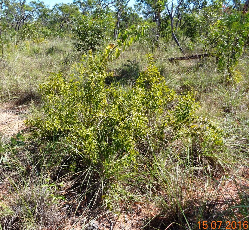 Opilia amentacea (Opilia) — Territory Native Plants