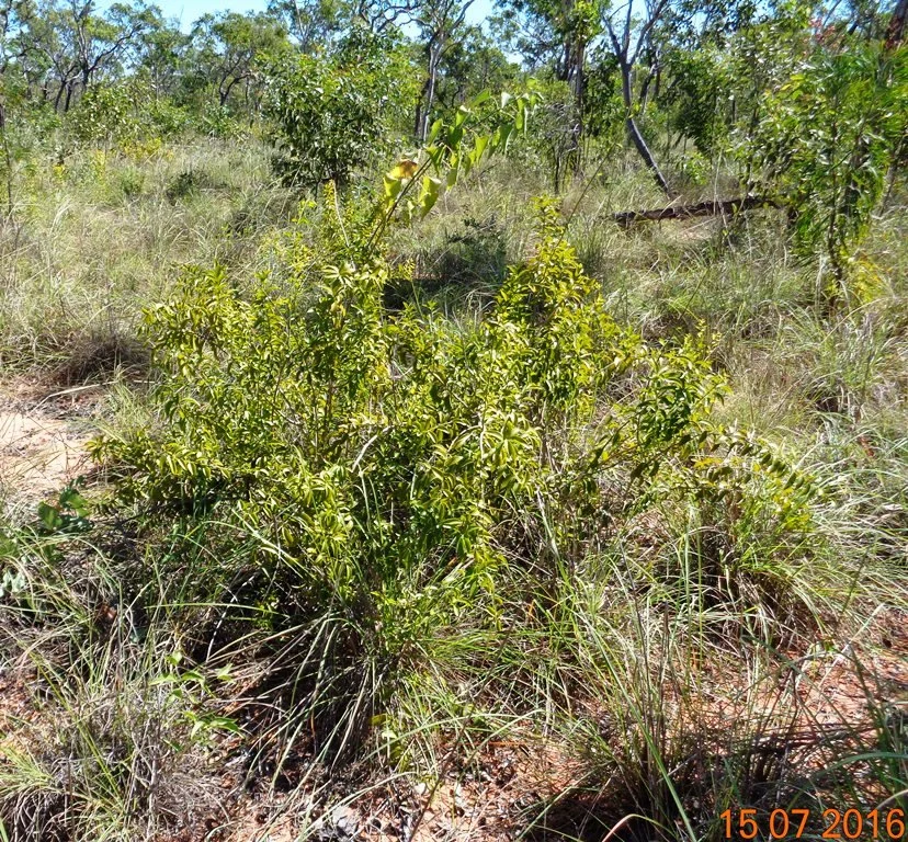 Opilia amentacea (Opilia) — Territory Native Plants