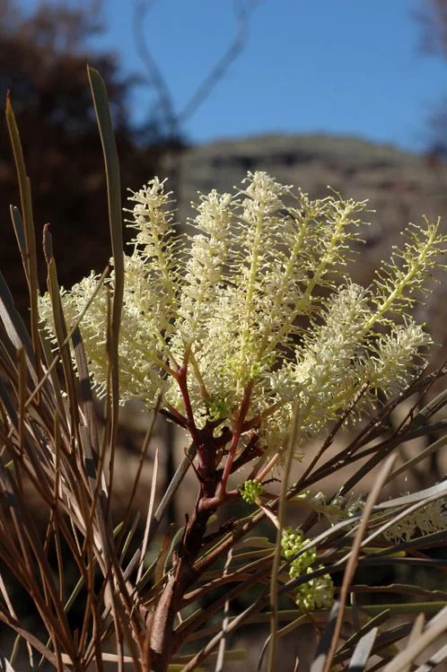Grevillea pyramidalis (Caustic Bush) — Territory Native Plants