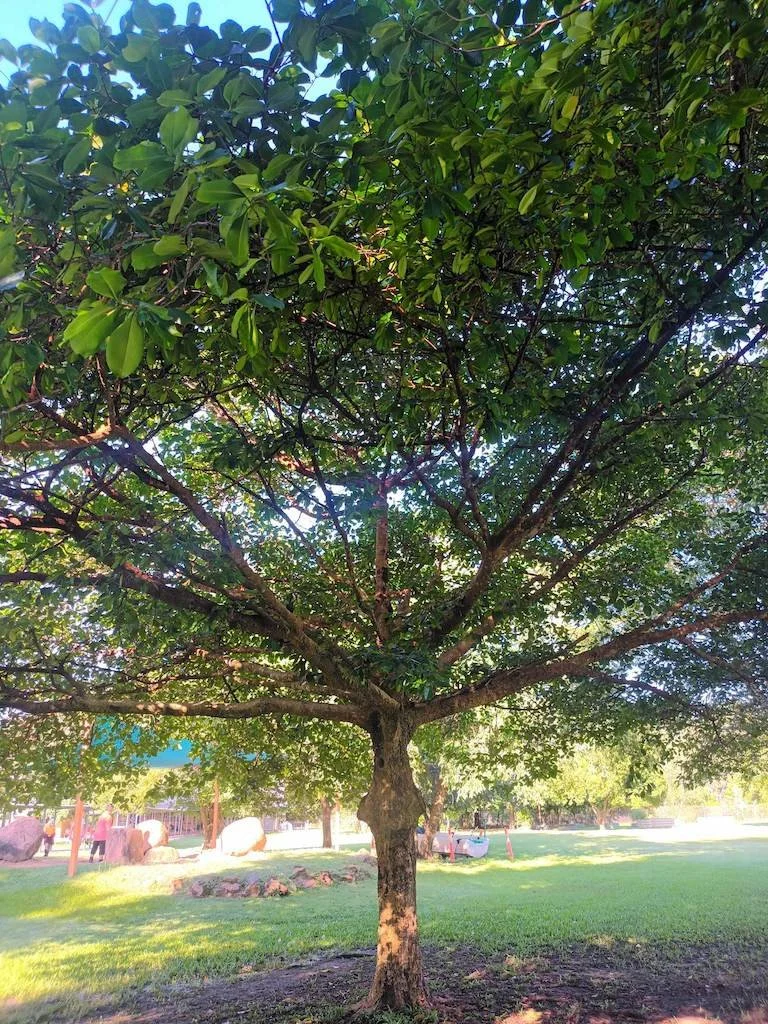 Carallia brachiata (Bush Currant) — Territory Native Plants