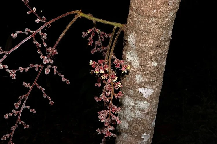 Davidsonia pruriens (Davidson plum) — Territory Native Plants