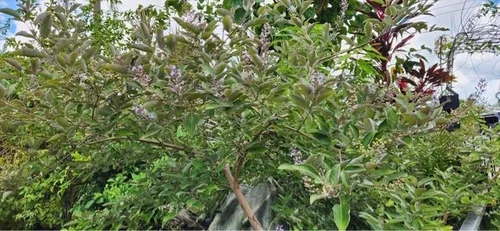 Vitex trifolia (Coastal vitex) — Territory Native Plants