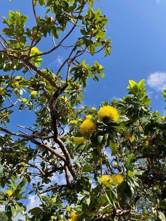 Xanthostemon chrysanthus (Golden Penda) — Territory Native Plants
