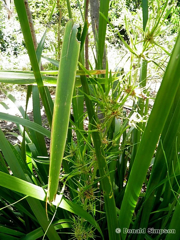 Lomandra hystrix (Slender mat-rush) — Territory Native Plants