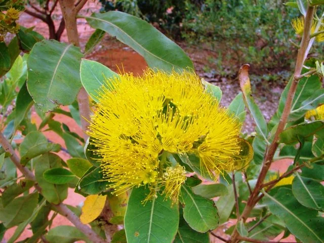 Xanthostemon paradoxus (Bridal tree) — Territory Native Plants