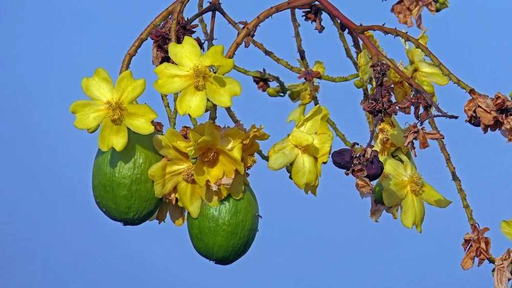 Cochlospermum fraseri (Yellow Kapok) — Territory Native Plants