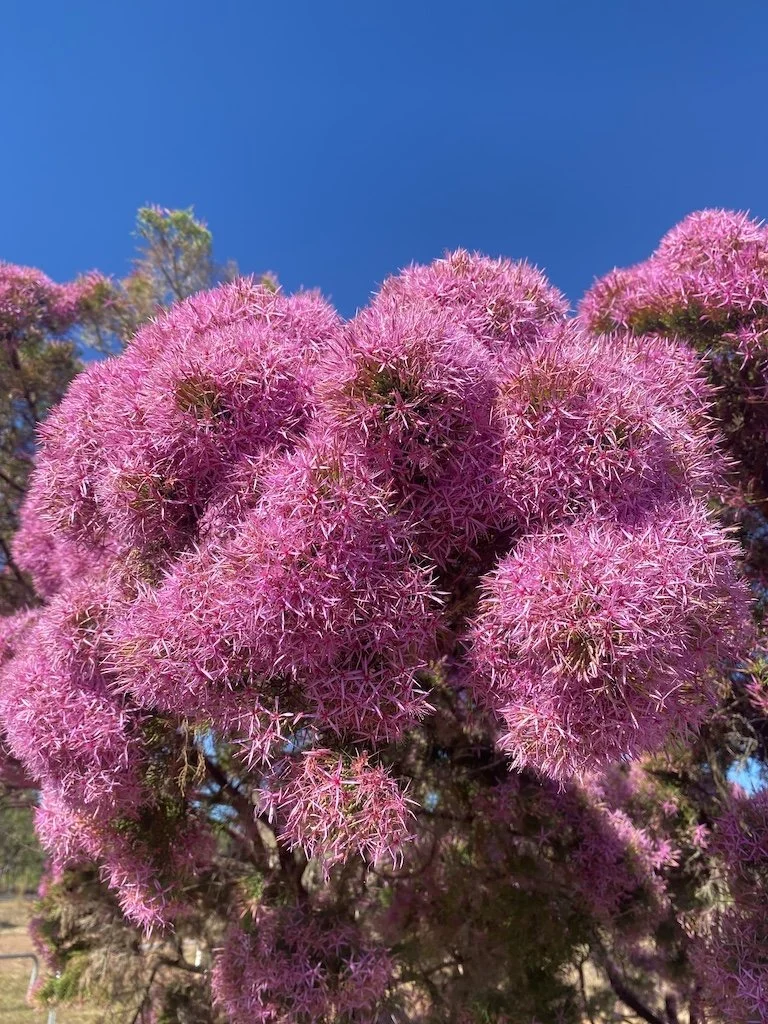 Calytrix exstipulata (Pink Turkey Bush) — Territory Native Plants