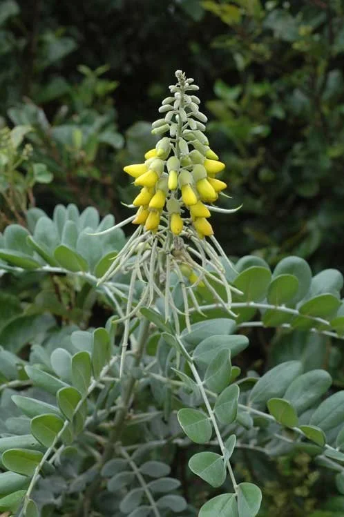 Sophora tomentosa (Silver Bush) — Territory Native Plants