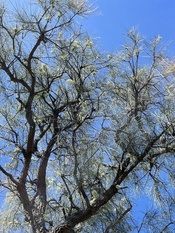 Hakea lorea (Corkwood) — Territory Native Plants