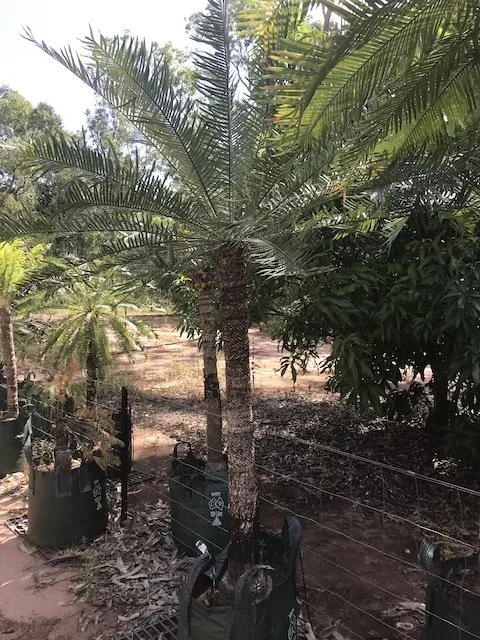 Cycas armstrongii (Darwin Cycad/Fire Fern) — Territory Native Plants