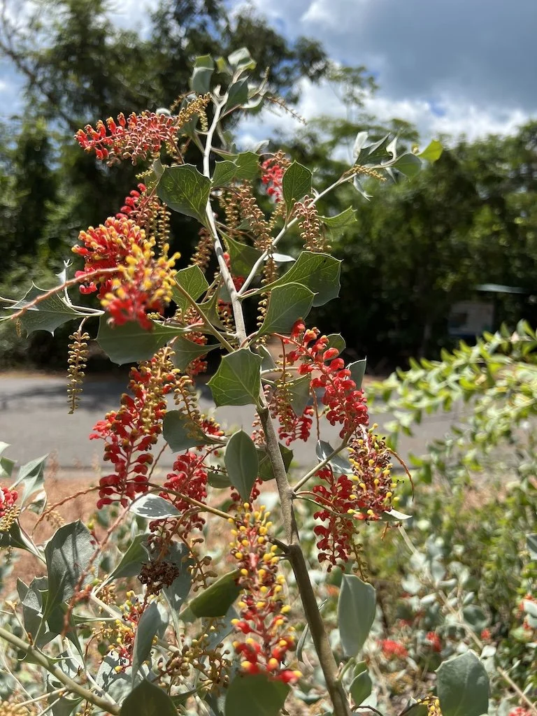 Grevillea wickhamii (Holly-leaved Grevillea) — Territory Native Plants
