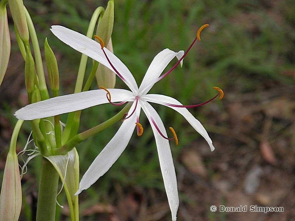 Crinum pedunculatum (River Lily) — Territory Native Plants