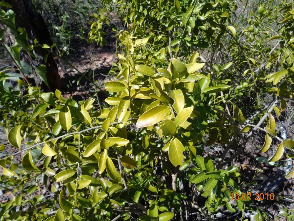 Opilia amentacea (Opilia) — Territory Native Plants