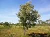 Terminalia canescens (Winged Nut Tree) — Territory Native Plants