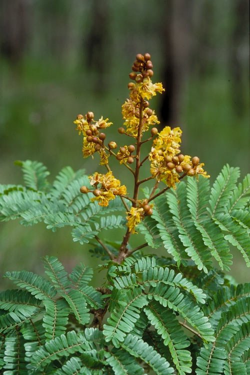 Peltophorum pterocarpum (Yellow Flame Tree) — Territory Native Plants