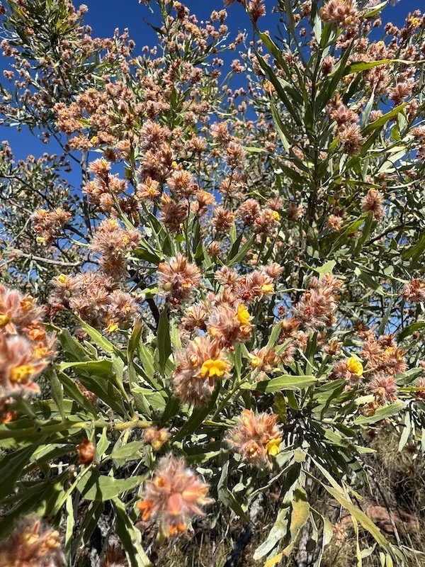 Jacksonia dilatata (Jacksonia) — Territory Native Plants
