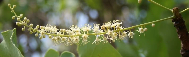 Terminalia erythrocarpa (Pink Plum) — Territory Native Plants